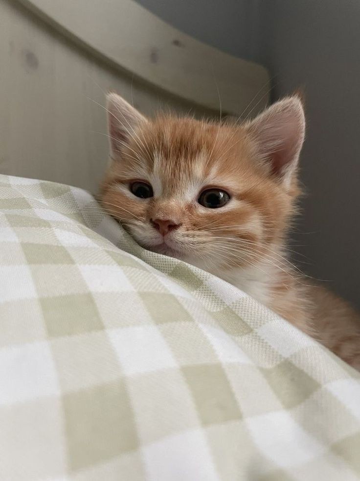 Поймай мышку / Тест‐игра — Трикки — тесты для девочек